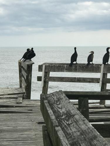 Book Sea Crest Oceanfront Resort, Myrtle Beach, South Carolina - Hotels.com