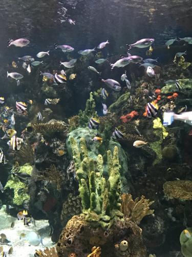 Book Sea Crest Oceanfront Resort, Myrtle Beach, South Carolina - Hotels.com